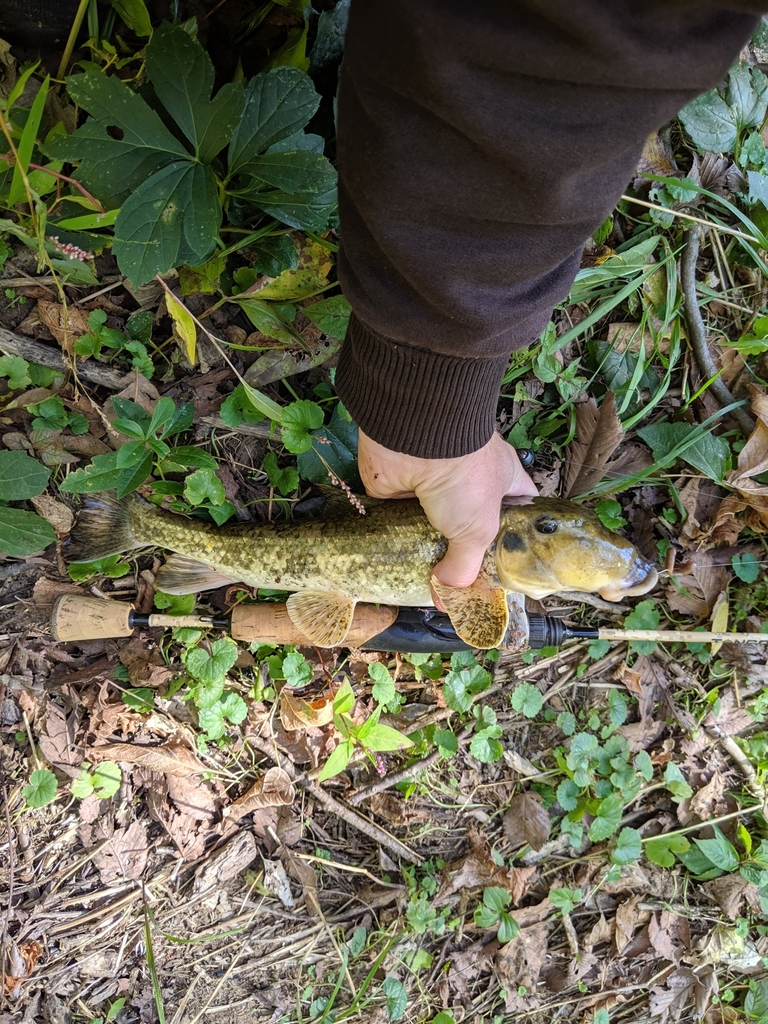 Northern Hog Sucker in October 2019 by maurer416 · iNaturalist