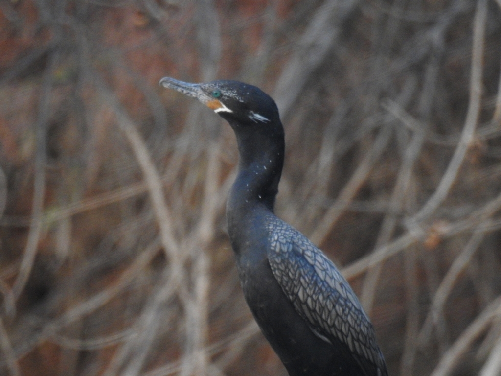 Neotropic Cormorant from Lerdo, Dgo., México on January 19, 2020 by ...