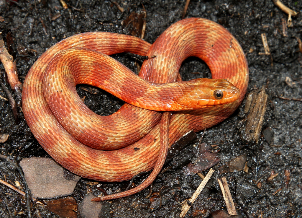 Mangrove Saltmarsh Snake (Nerodia clarkii compressicauda) - Snakes and ...