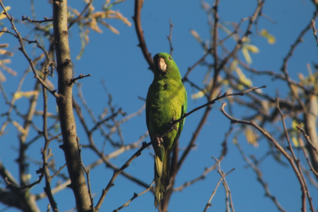Green Parakeet in January 2020 by Carlos Domínguez-Rodríguez · iNaturalist