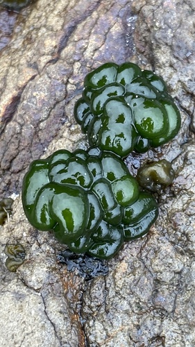 Rivularia australis · iNaturalist