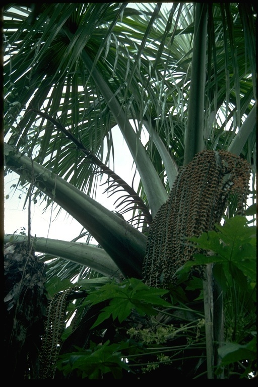 Mauritia flexuosa (Flora CEA) · iNaturalist