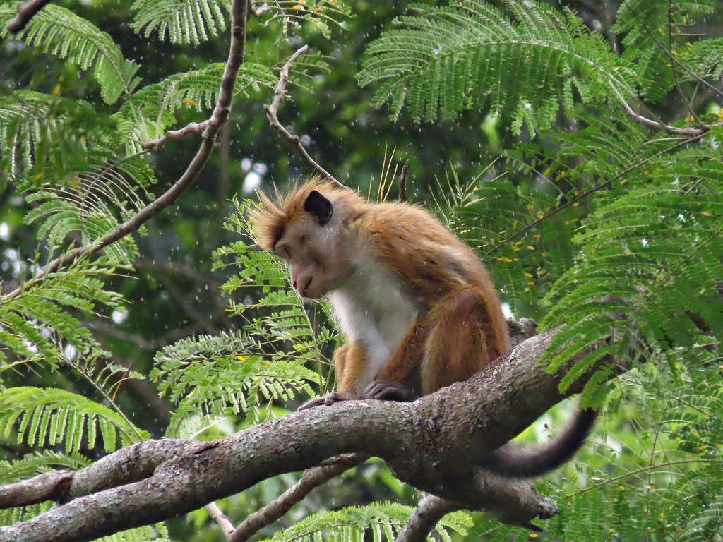Toque Macaque in November 2025 by Peter Leth · iNaturalist