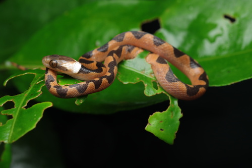 Banded Cat-eyed Snake (Leptodeira annulata) - Snakes and Lizards