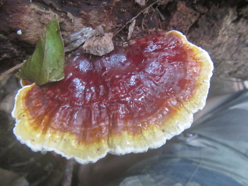 Ganoderma orbiforme · iNaturalist United Kingdom