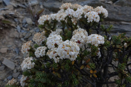 Subspecies Pimelea traversii traversii · iNaturalist
