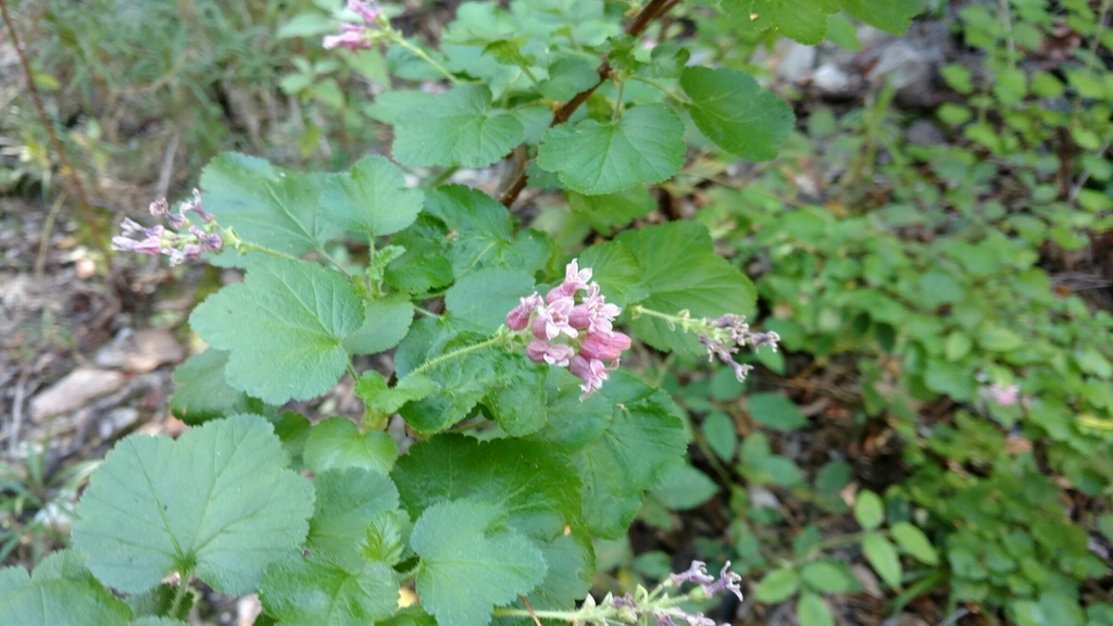 Bosques de Pino-Encino de la Sierra de La Laguna – Pangea