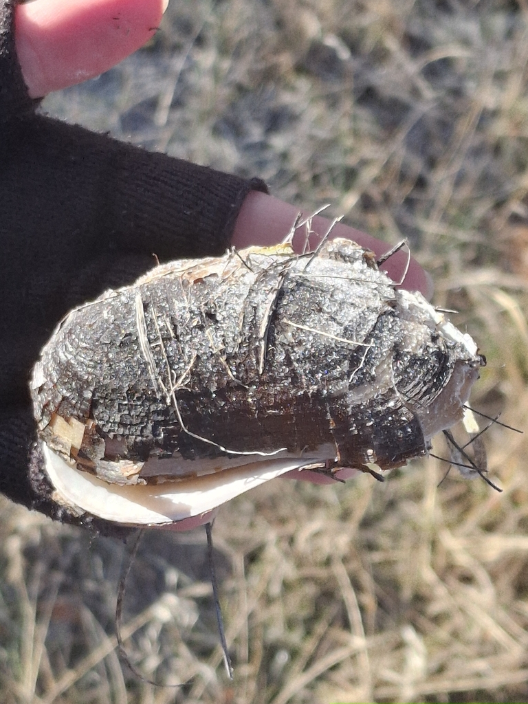 Western Pearlshell from Rexburg, ID 83440, USA on December 13, 2025 at ...