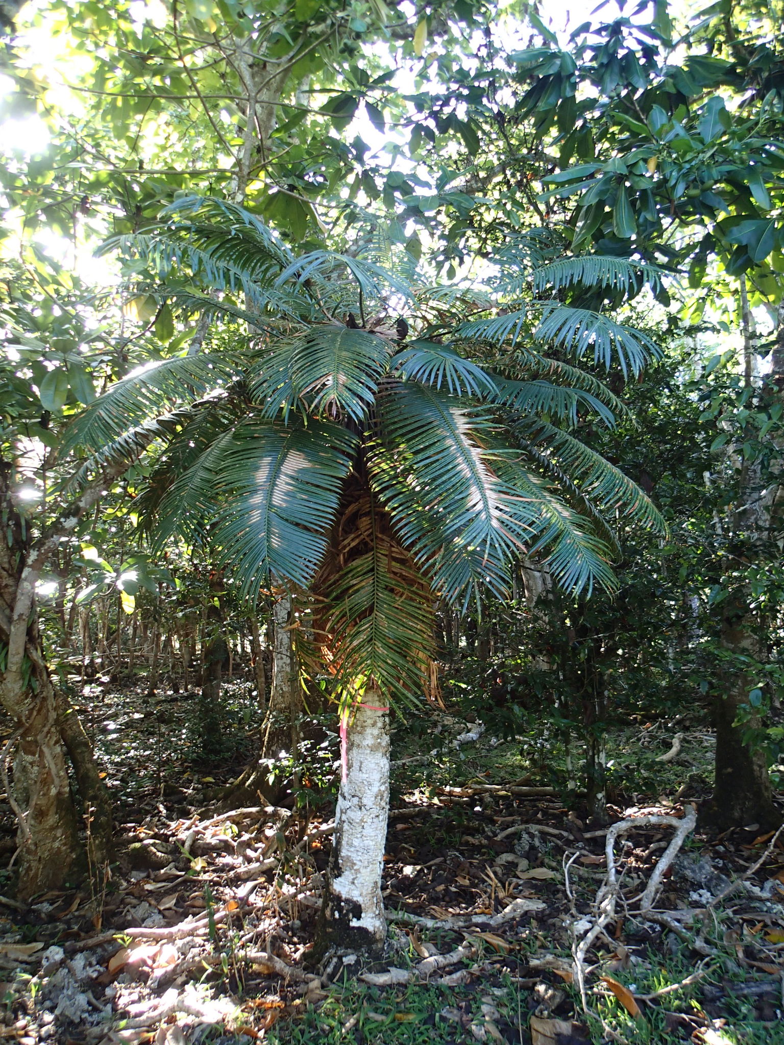 Cycas micronesica K.D.Hill