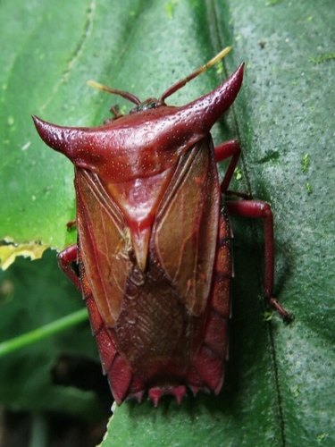 Pygoplatys lunatus · iNaturalist