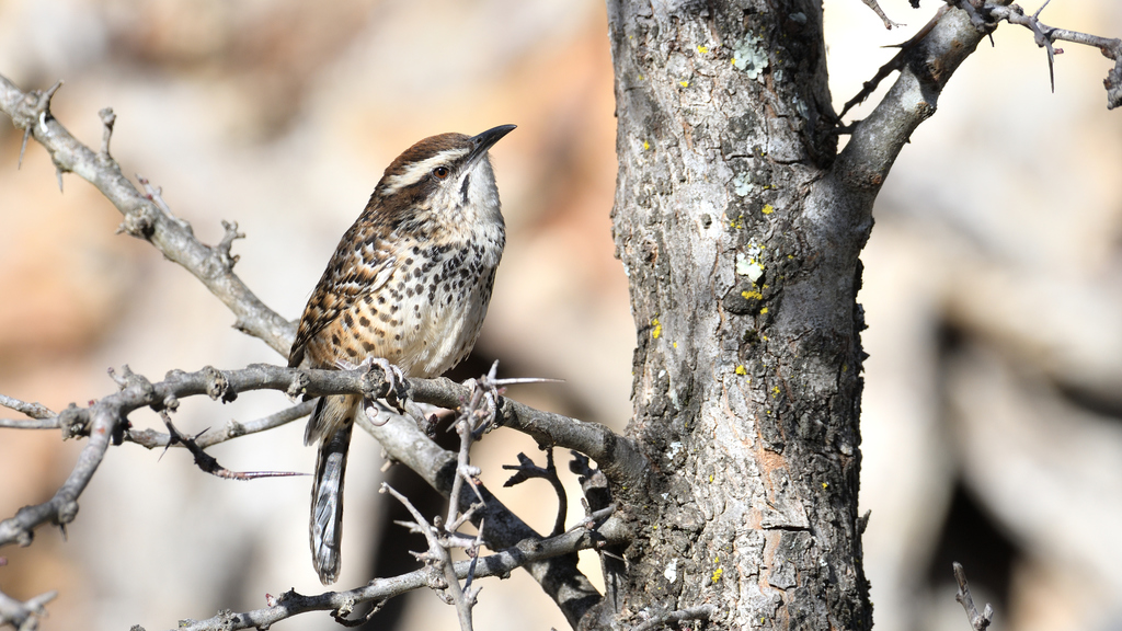 Spotted Wren from General Zaragoza, Nuevo León, Mexico on January 12 ...