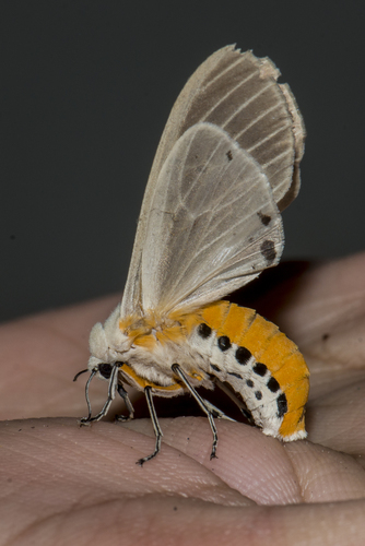 Clouded Tiger Moth (Kanha National Park - Invertebrates) · iNaturalist