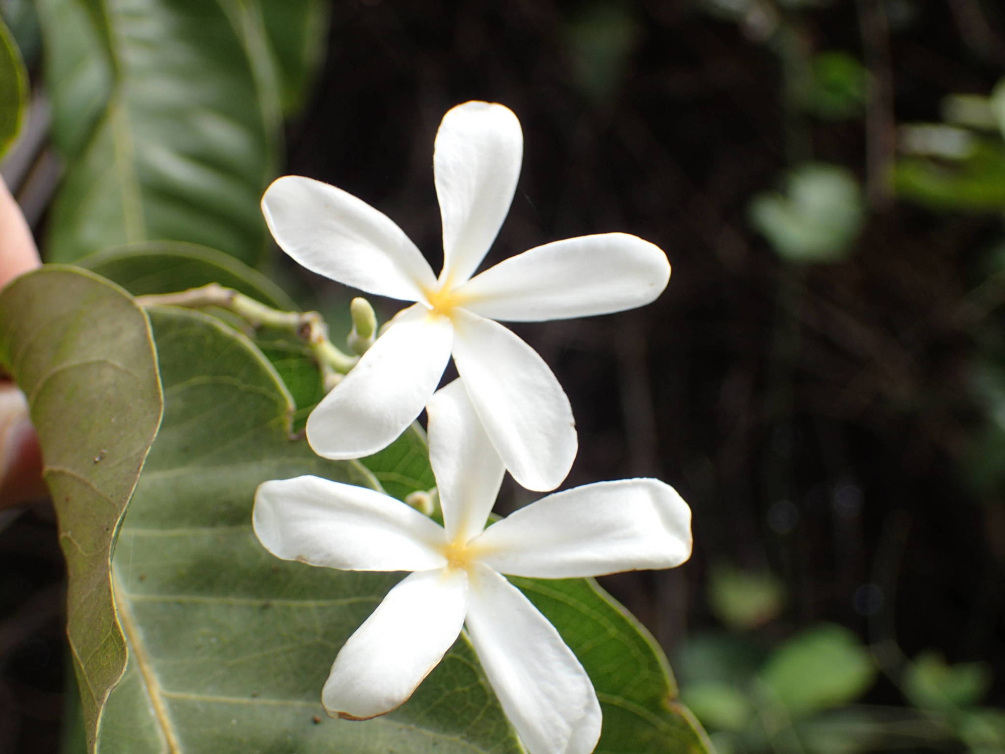 Saba senegalensis (A.DC.) Pichon