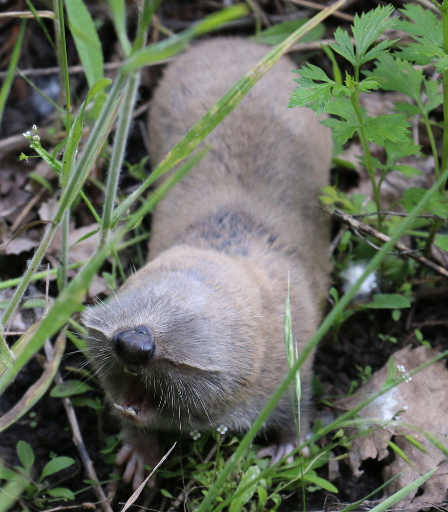 (Spalax) - Know Your Mammals