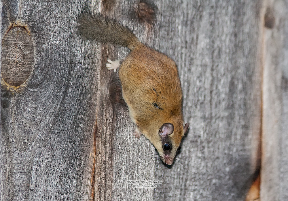 Forest Dormice (Dryomys) - Know Your Mammals