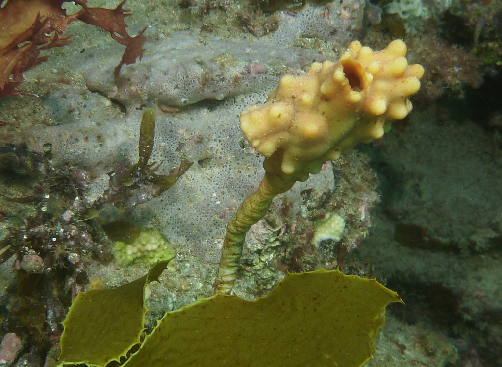 Lumpy sea tulip from South Australia, Australia on January 18, 2020 at ...