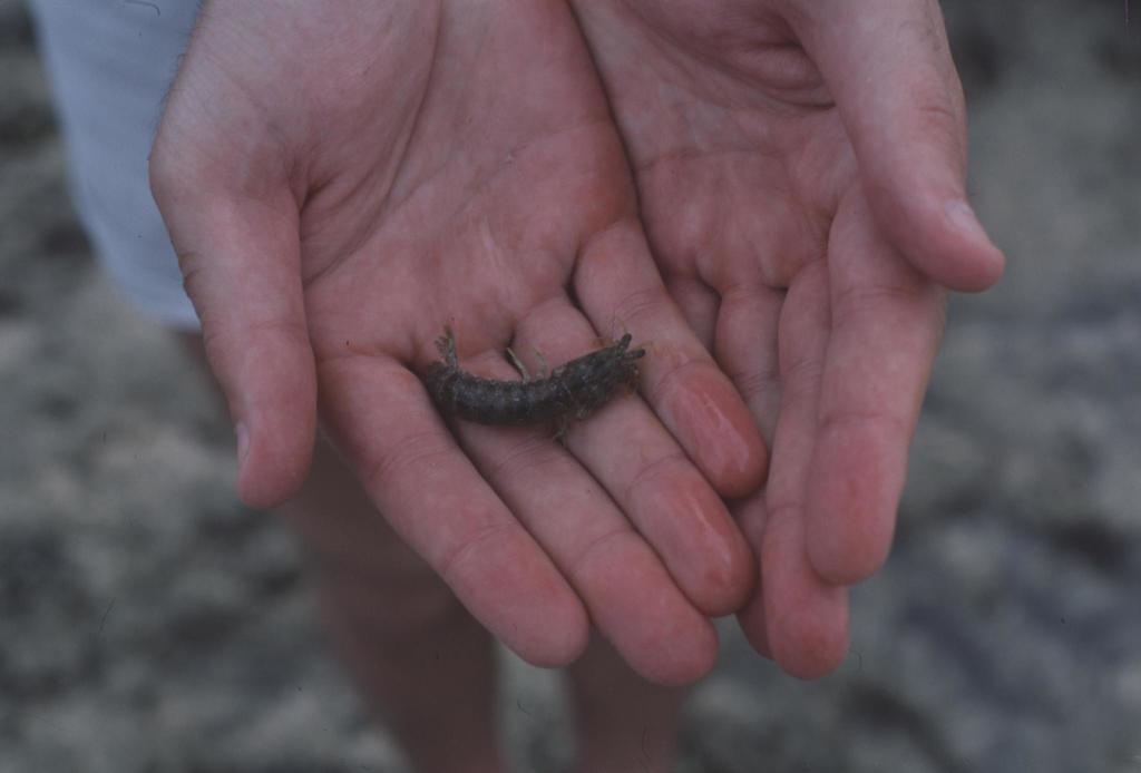 Mantis Shrimps from Nyali Beach, Kenya on July 19, 1985 at 12:00 AM by ...