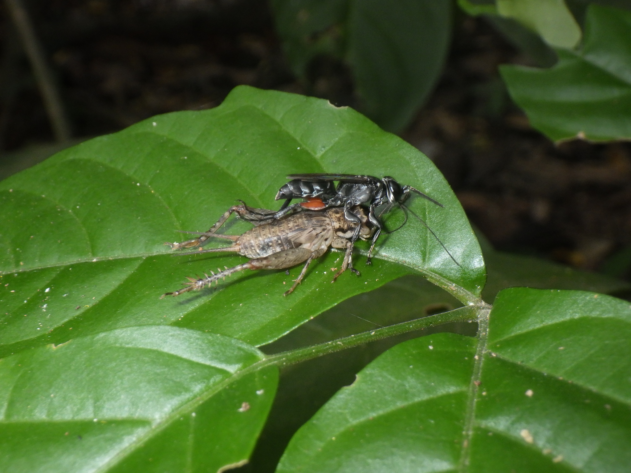 Liris subtessellatus (F.Smith, 1856)