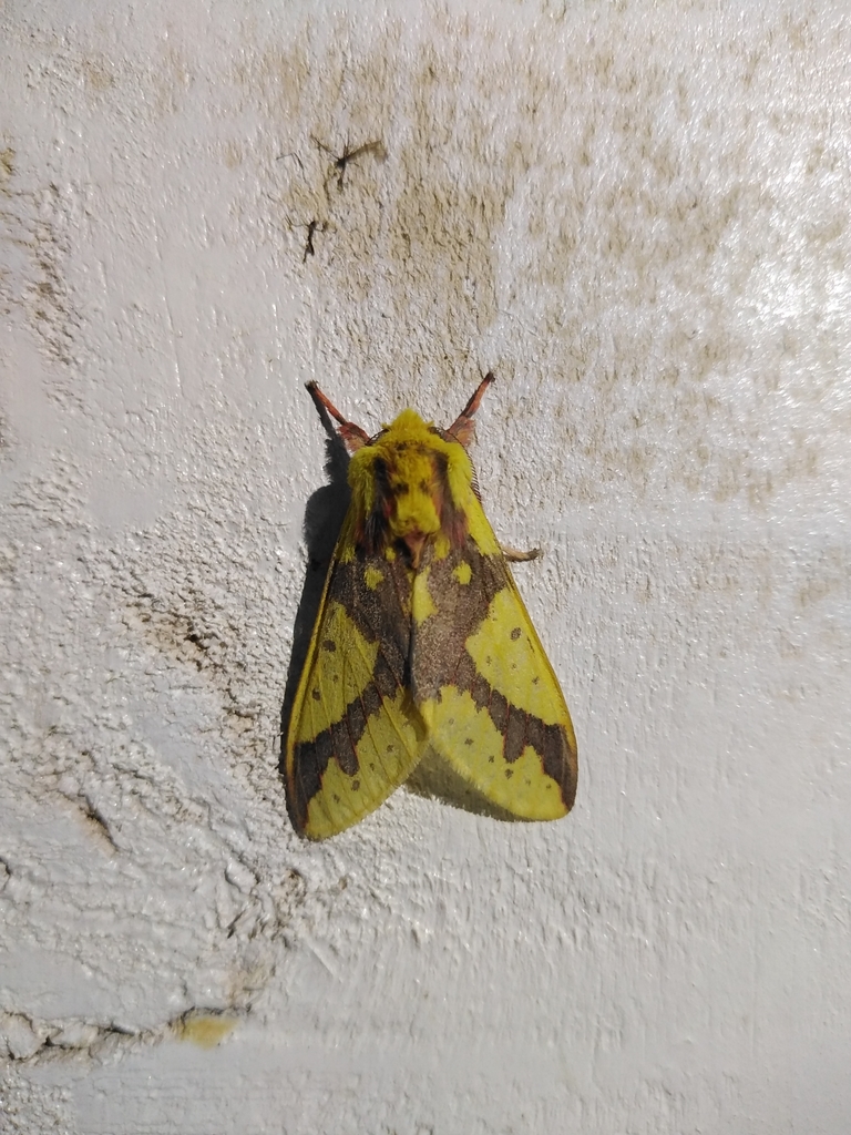 Symphlebia alinda from Amanalco, Méx., México on January 19, 2020 at 07 ...