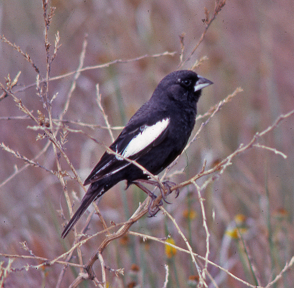 Lark Bunting (Birds of Bandelier National Monument) · iNaturalist