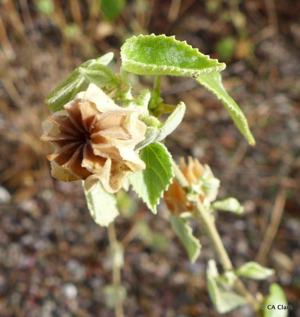 Shrubby Indian Mallow (Abutilon abutiloides) - Botanical Realm