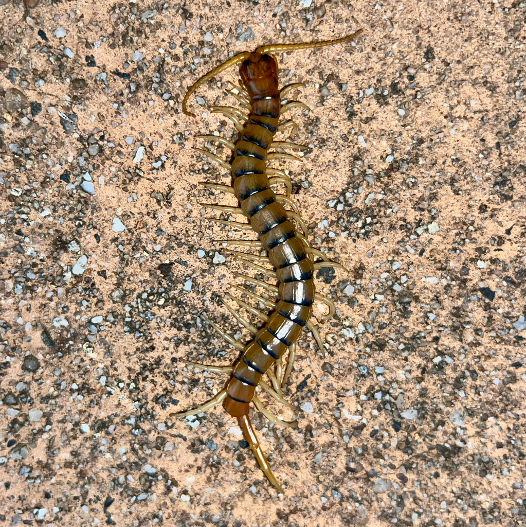 Australasian Giant Centipede from Victoria St, Cardwell, QLD, AU on ...