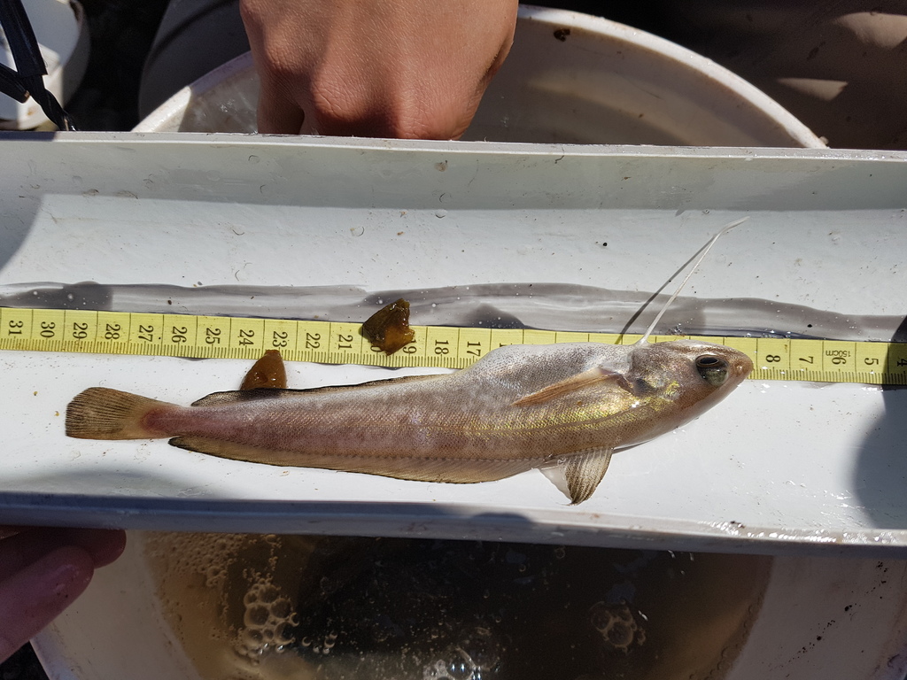 White Hake (Urophycis tenuis) - Marine Life Identification