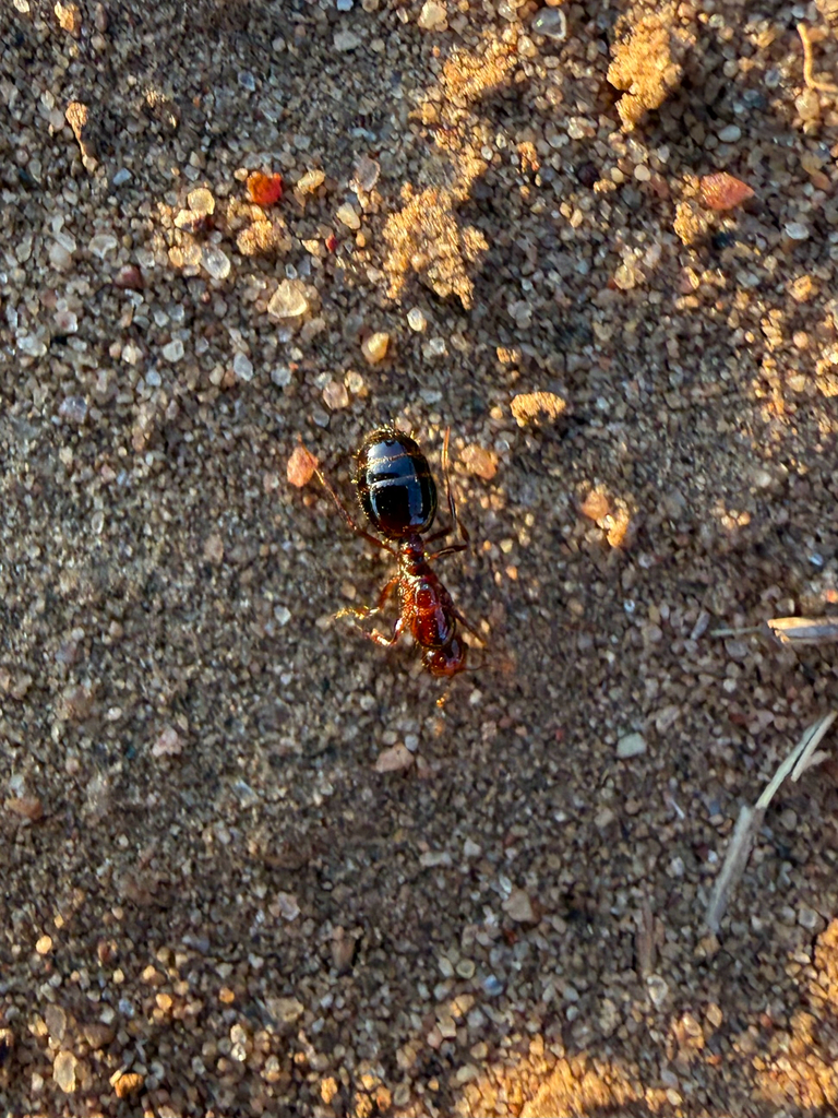 Red Imported Fire Ant from Pearsall, TX, US on December 12, 2025 at 05: ...
