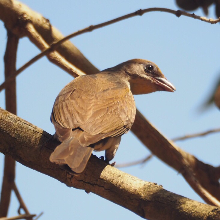 Greater Honeyguide (Indicator indicator) - Avian Discovery