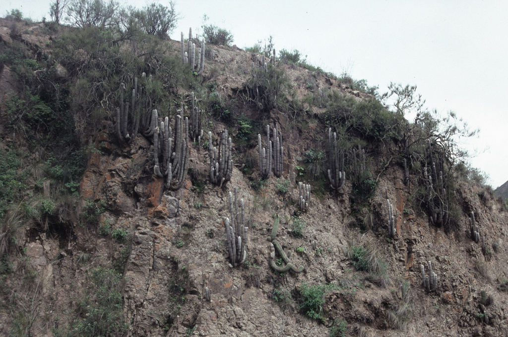 silver torch cactus from Narvaez, O'Connor, Tarija, Bolivia on January ...