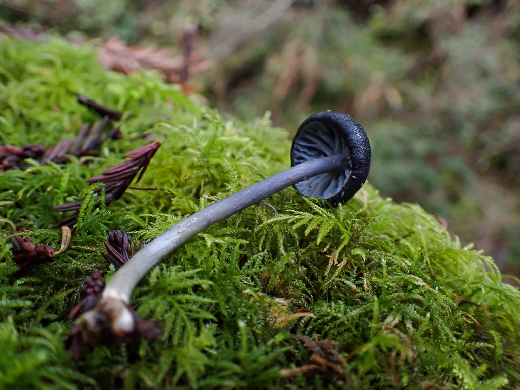 Leptonia from Sonoma County, CA, USA on January 18, 2020 at 09:06 AM by ...