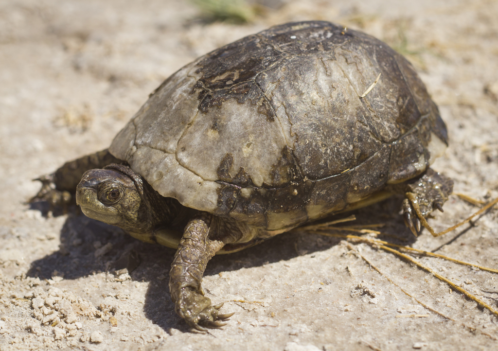 Aquatic Box Turtle in May 2015 by Michael Price. Photo by B.Stupavsky ...