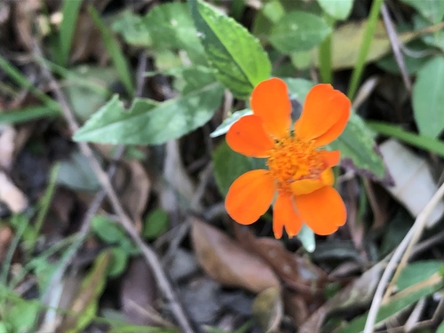 Dyssodia montana · iNaturalist