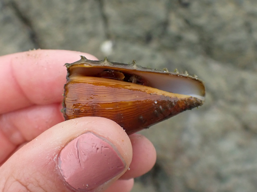 Prince Cone from Puerto Lopez, Ecuador on December 26, 2019 at 06:42 AM ...