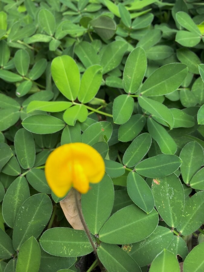Arachis repens Handro