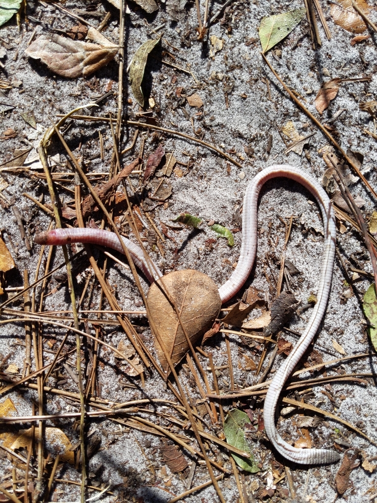 Florida Worm Lizard in January 2020 by James Weaver · iNaturalist