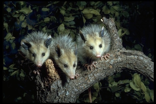 Virginia Opossum (Mammals of Alabama) · iNaturalist