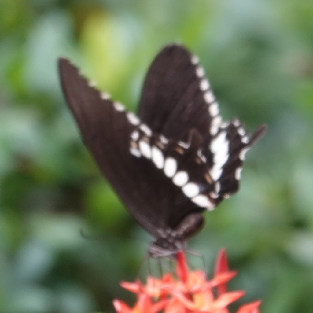 Common Mormon Swallowtail from Bình Ninh, Chợ Gạo, Tiền Giang, Vietnam ...