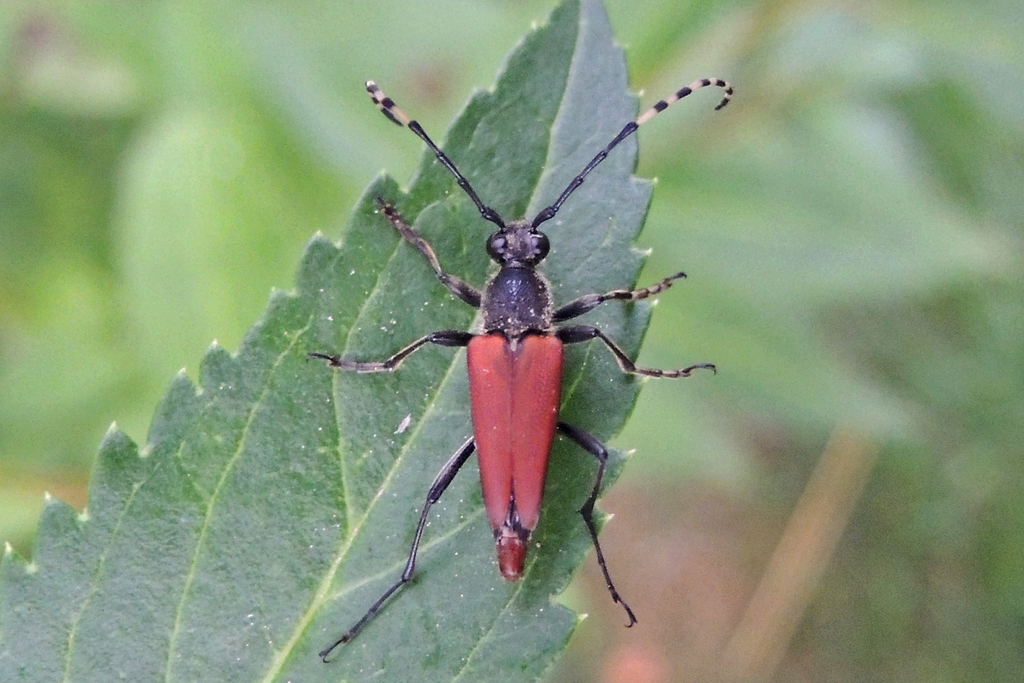 Red-winged Longhorn Beetle (Longhorn Beetles of the United States ...