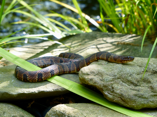 Common Watersnake (Nerodia sipedon) - Snakes and Lizards
