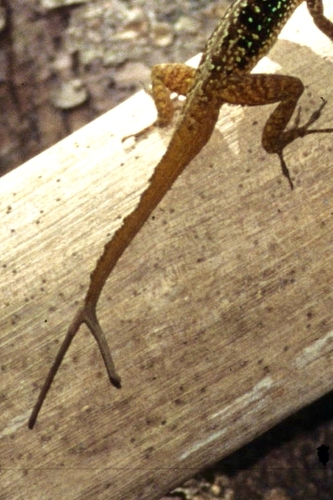 Dominican Anole (Anolis oculatus) - Snakes and Lizards