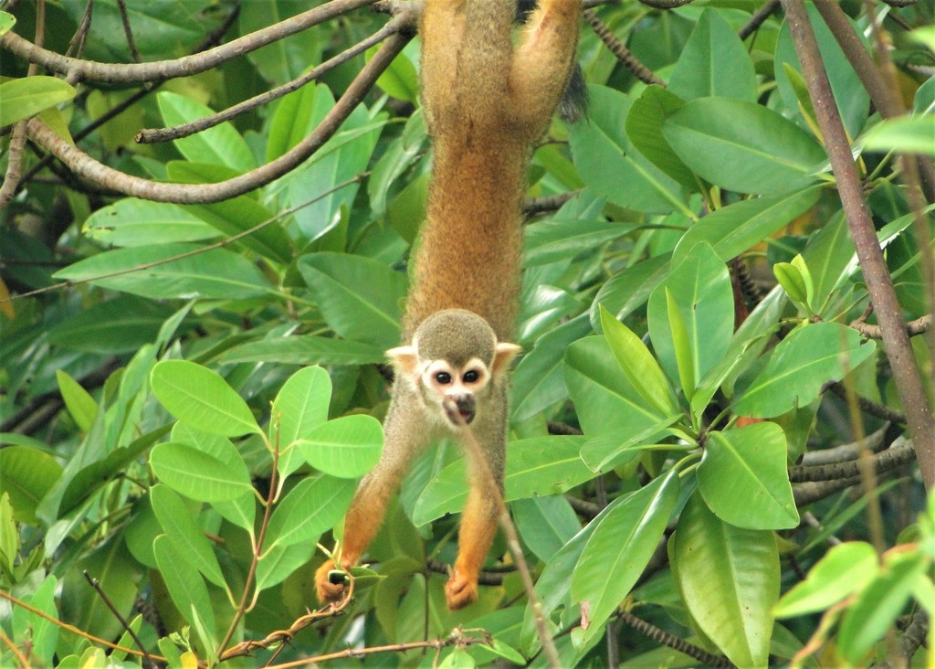 Collins' Squirrel Monkey from Soure (Ilha de Marajó) on December 21 ...