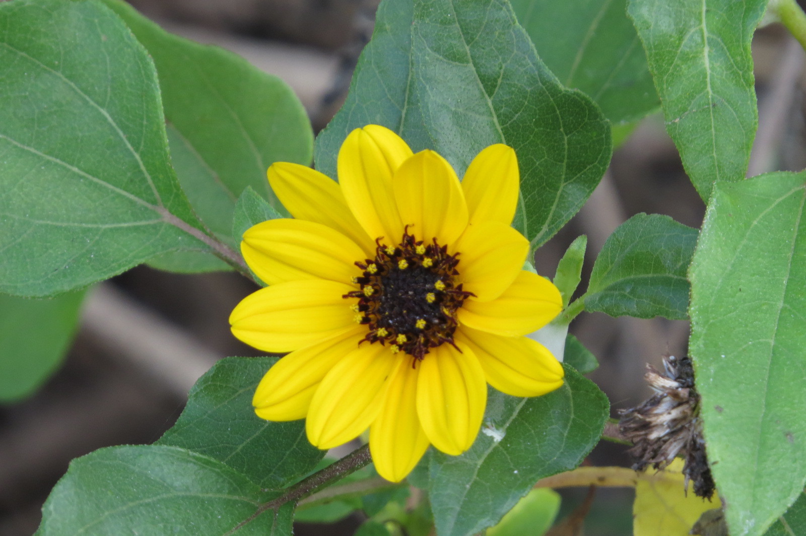 Helianthus debilis subsp. vestitus (E.Watson) Heiser