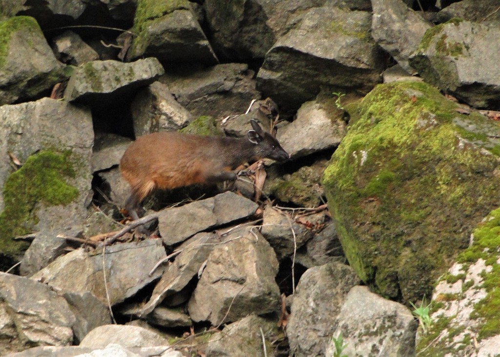 Common Dwarf Brocket (Mazama chunyi) - Know Your Mammals