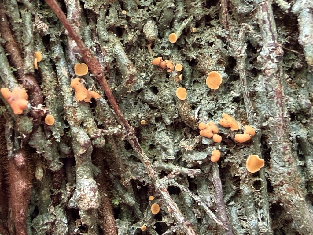 Orange Dimple Lichen from Western Bay of Plenty District, Bay of Plenty ...