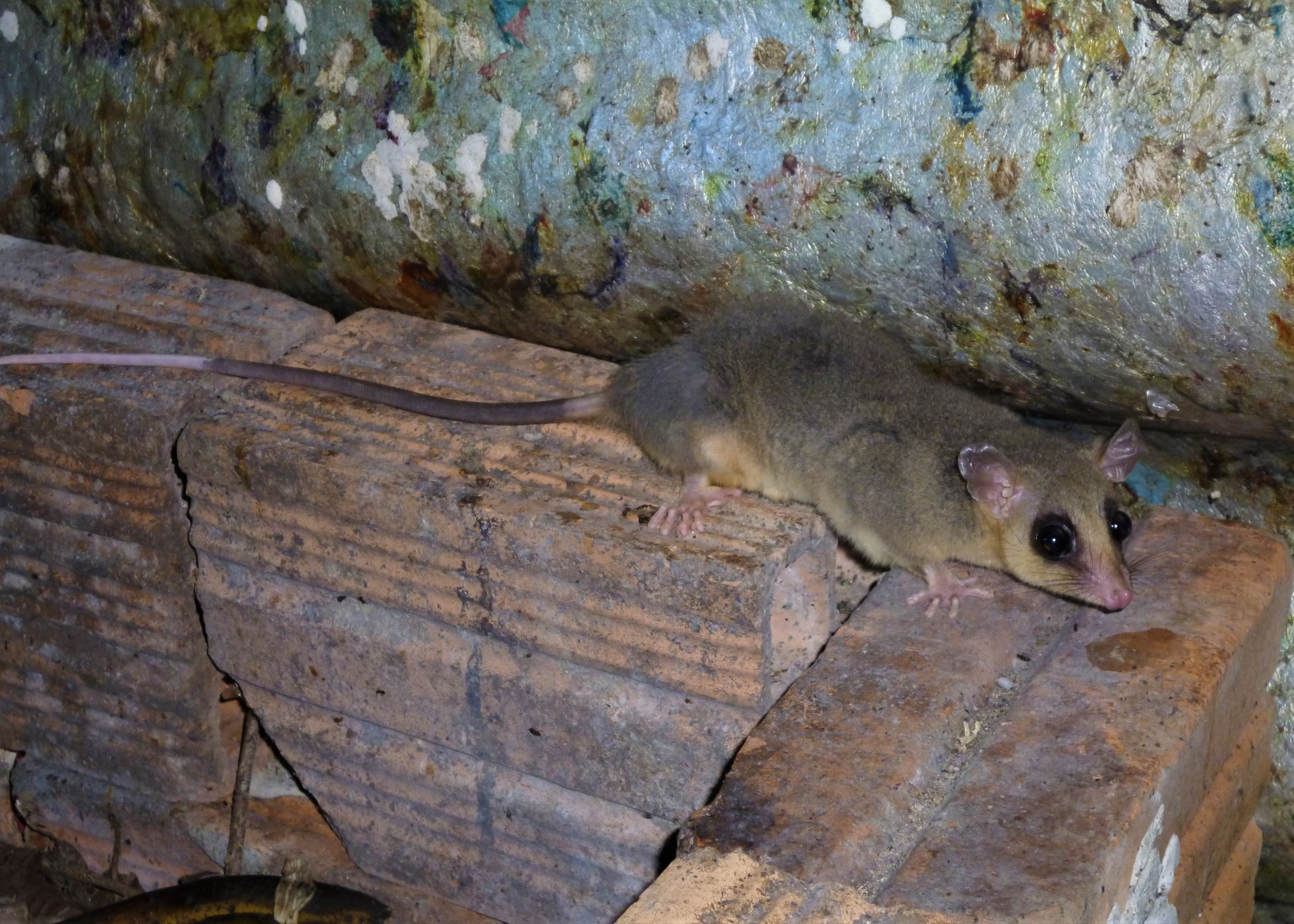 Marmosa paraguayana Tate, 1931