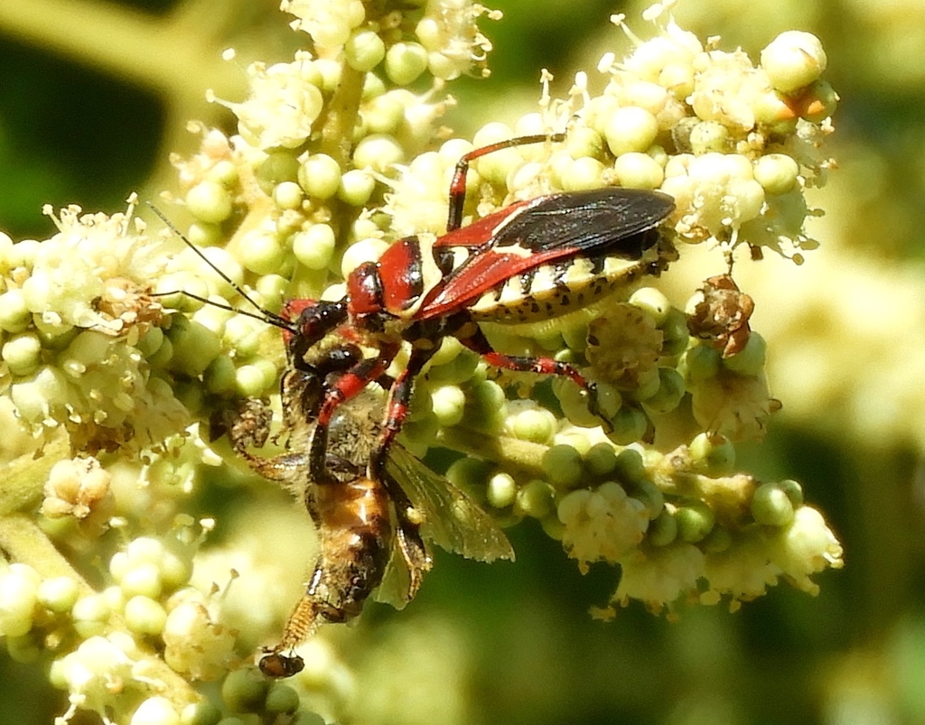 Bee Assassins from Mazatlán, Sin., México on January 20, 2020 at 11:29 ...