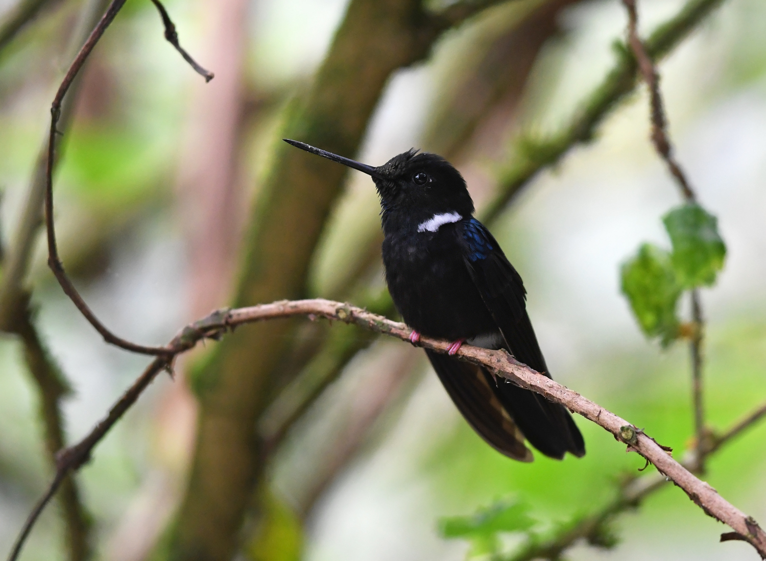 Black Inca Hummingbird