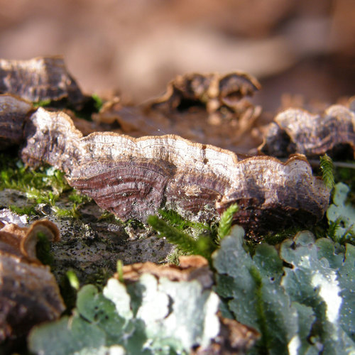 Hymenochaete pinnatifida · iNaturalist