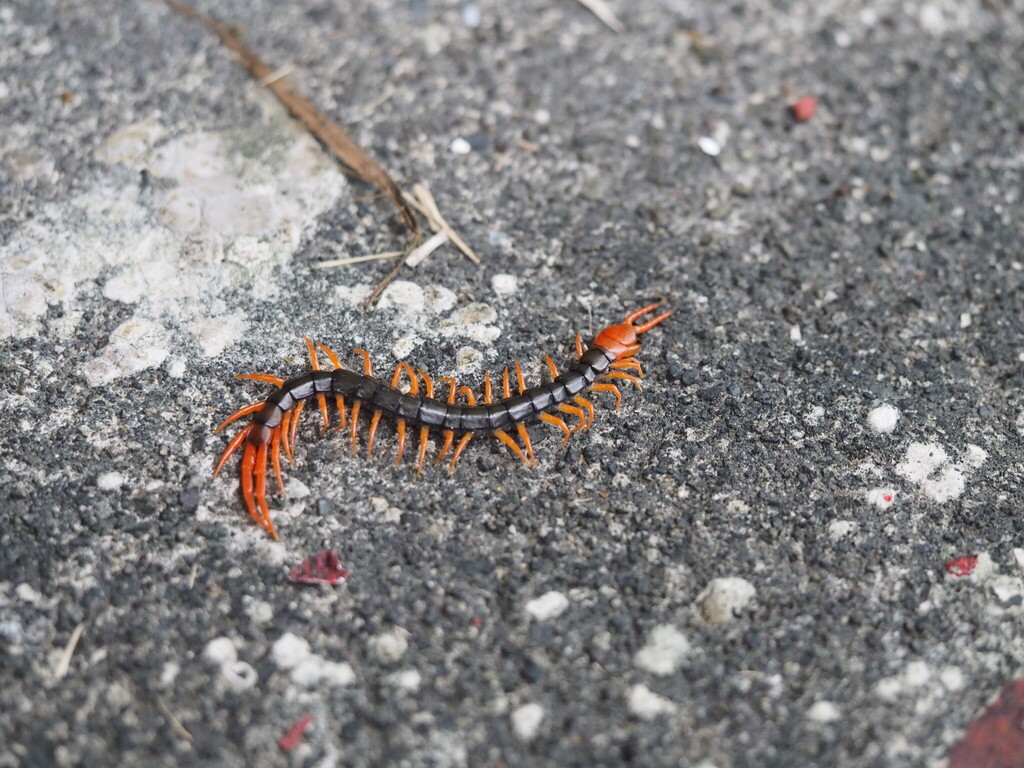 Scolopendra multidens from 204台灣基隆市安樂區 on December 14, 2025 at 12:03 PM ...